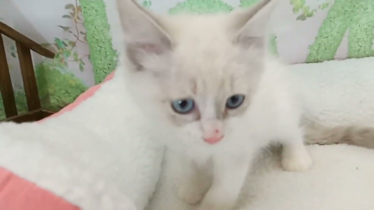 658160 ラグドール - WACOCA PETS