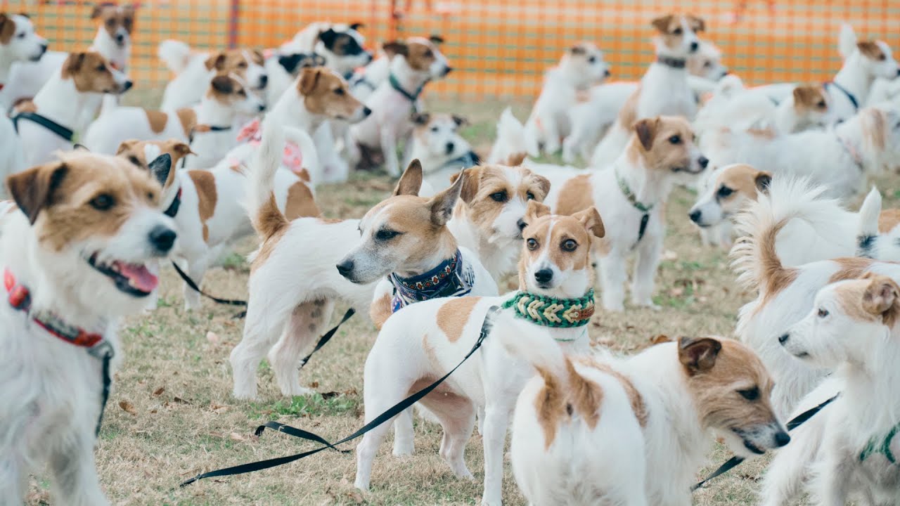 Jack Russell Terrier Festival 2023- Jack Russell Terrier rooted in Great Britain - WACOCA PETS