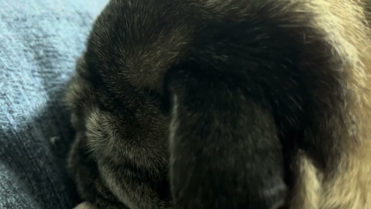 2023/12/29パグのマリアさん。Pug Maria. - Pets | WACOCA JAPAN: People, Life, Style