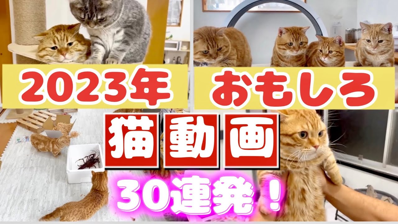 2023おもしろ猫動画30連発！ #猫 #マンチカン - Pets | WACOCA JAPAN: People, Life, Style