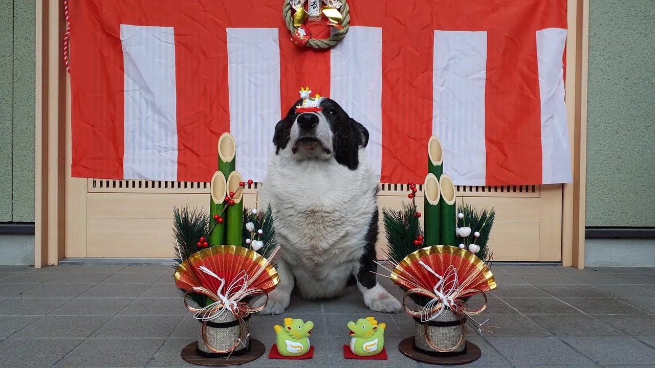 コーギー・カーディガン 明けましておめでとうございます！ゼロさんver - Pets | WACOCA JAPAN: People, Life ...