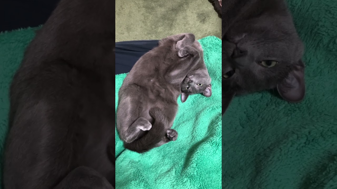 おはようございます😊 - WACOCA PETS