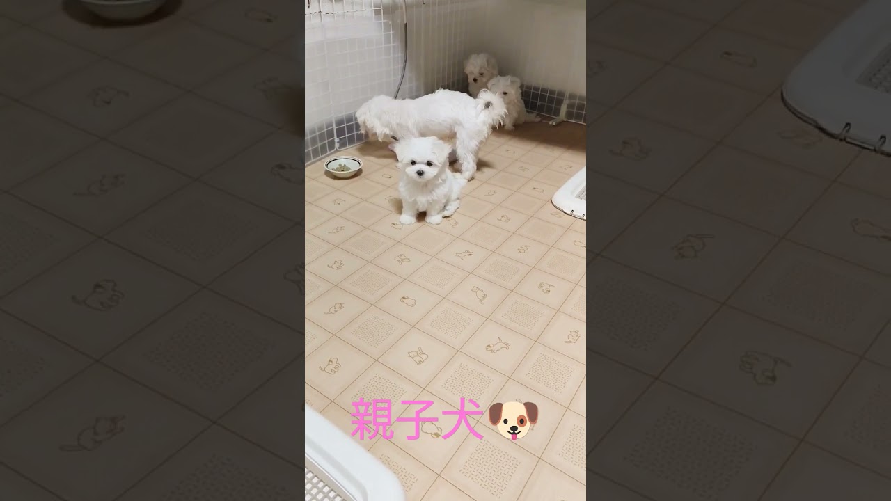 マルチーズの親子 - WACOCA PETS