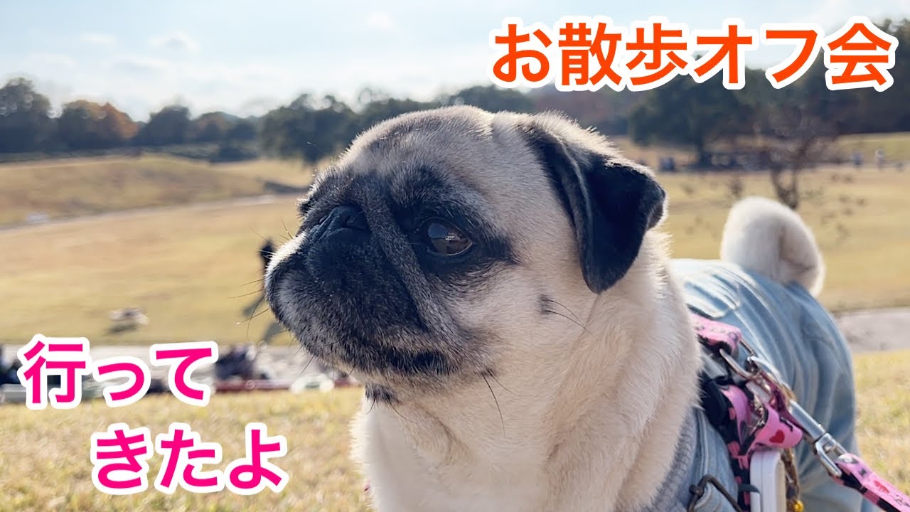 【パグオフ会】今回は大きなパグちゃんにたくさん会えました！（vol.155） - WACOCA PETS