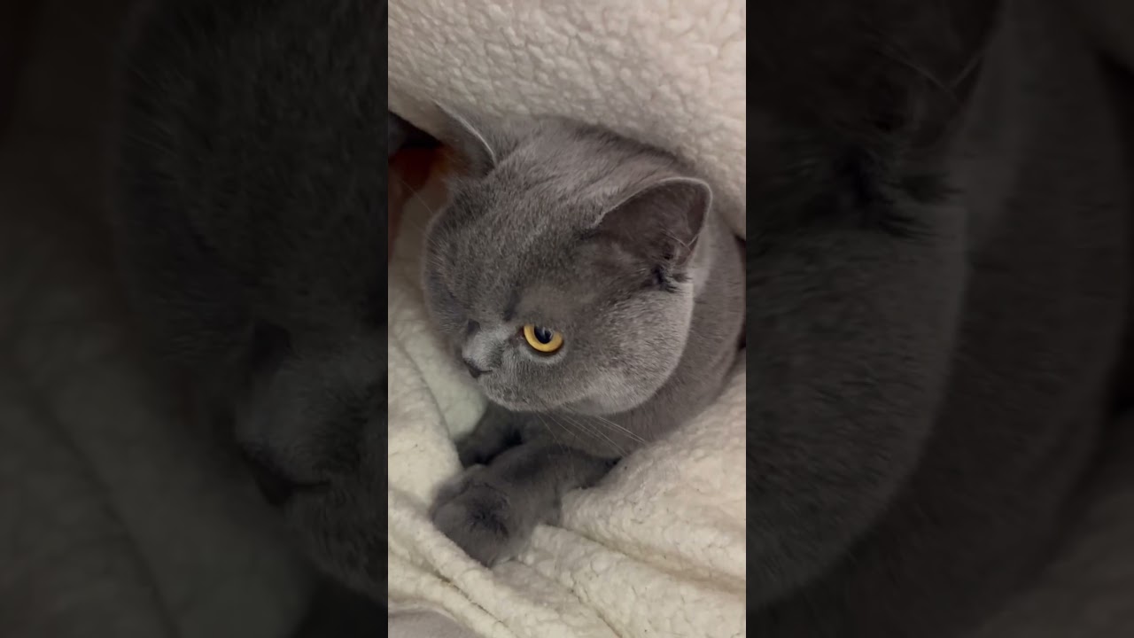 【猫】ふーみふーみ、、、何？？ #猫 #cat #ブリティッシュショートヘア - Pets | WACOCA JAPAN: People, Life, Style