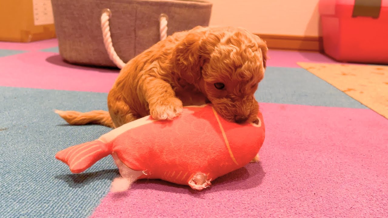 魚にかぶりつく0ヶ月【デカプー】【トイプードル】 - WACOCA PETS