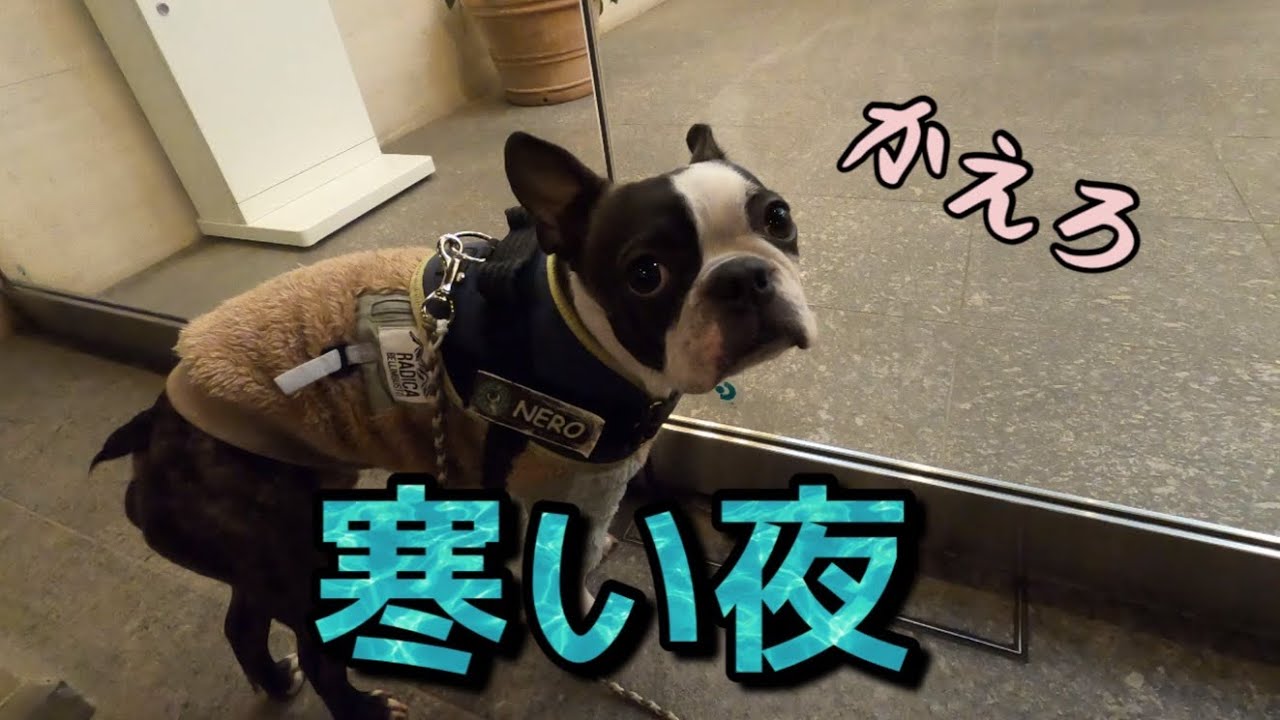 【ボストンテリア ボステリ】青い瞳のネロ 寒い夜 2024.1.15 - WACOCA PETS
