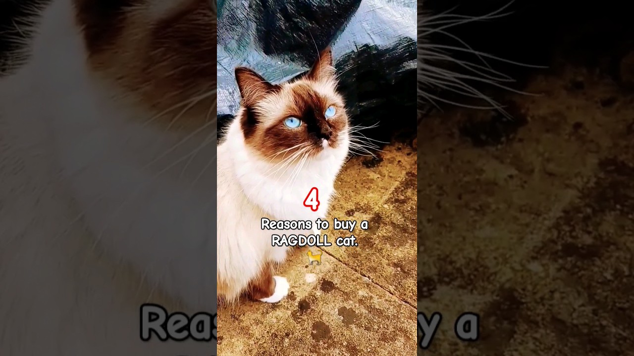 4 Reasons to buy a RAGDOLL CAT 🐈 😻 | #shorts #ytshorts #cat #ragdoll #reason #list #cutecat # ...