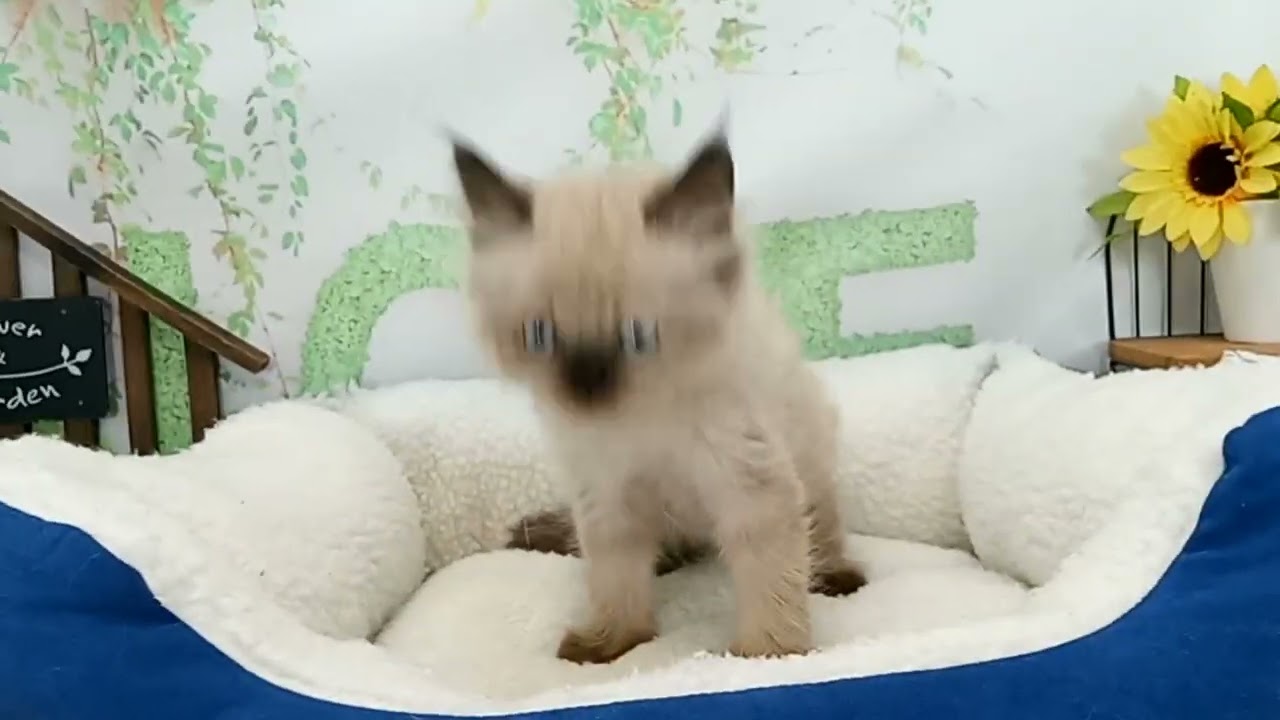 662397 ヒマラヤン - WACOCA PETS