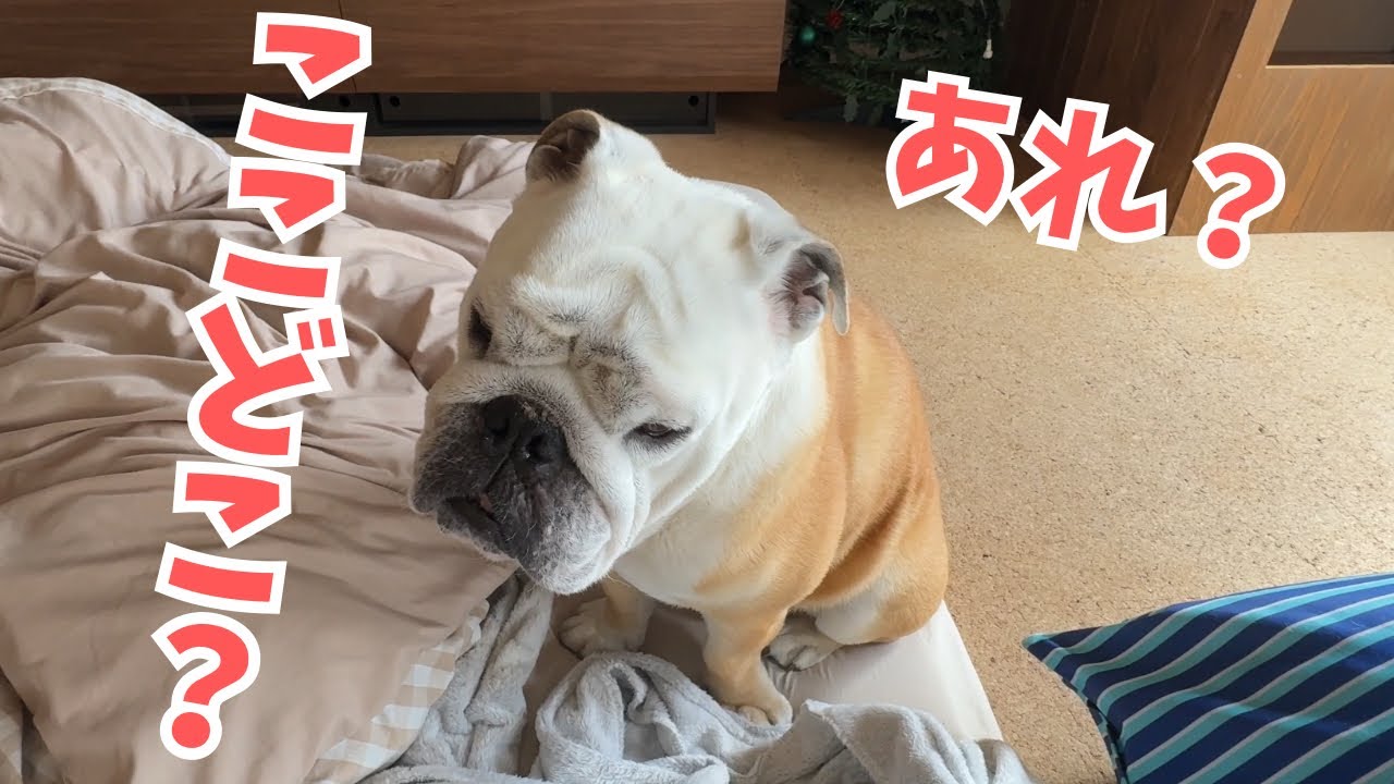 【おはぶる】2ヶ月ぶりの我が家に戸惑いを隠せないブルドッグww - WACOCA PETS