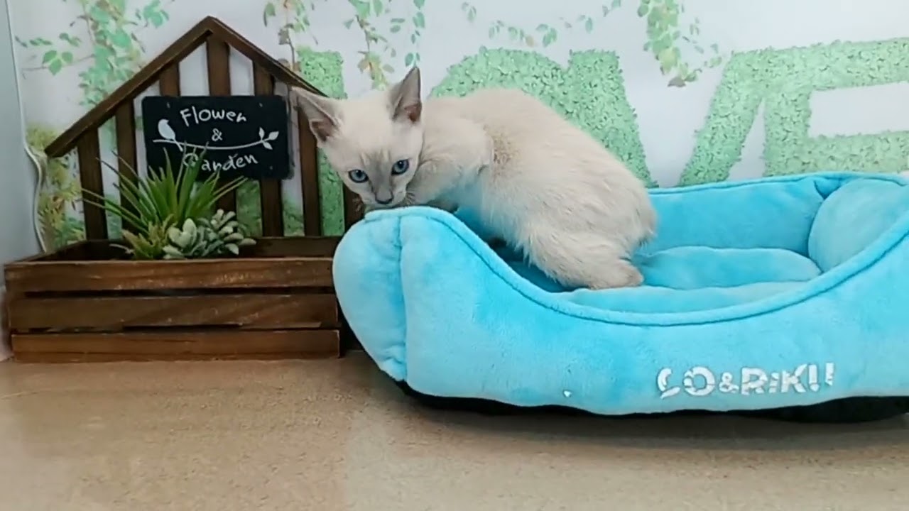 665940 トンキニーズ - WACOCA PETS