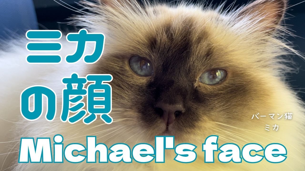 バーマン猫ミカ【ミカの顔】Michael's face（バーマン猫）Birman/Cat - Pets | WACOCA JAPAN ...