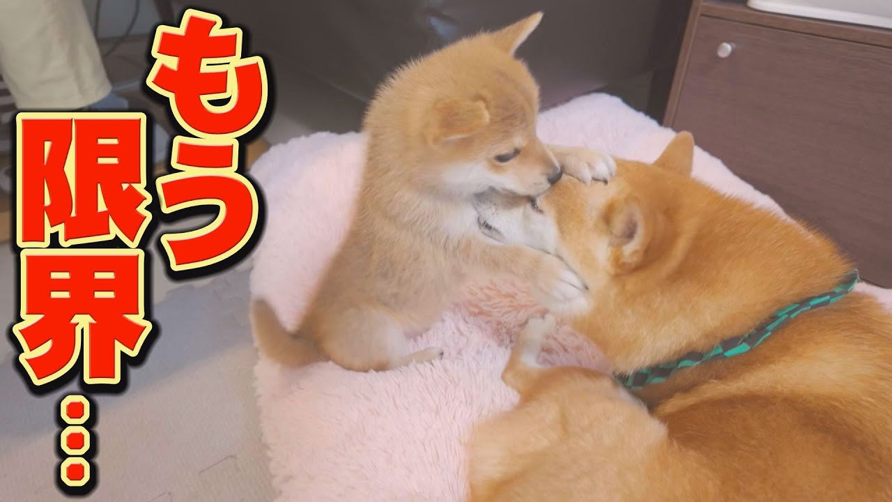 子犬の体力について行けず、ボロボロになった兄姉柴犬・・・ - WACOCA PETS
