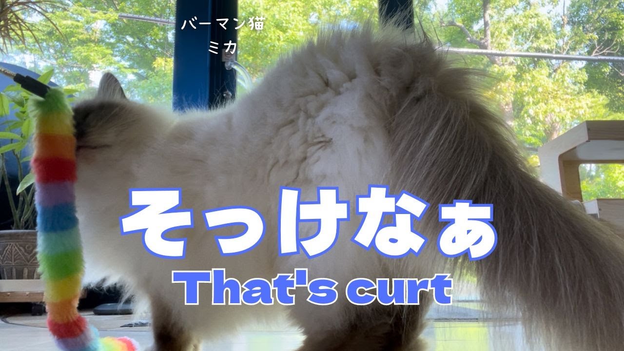 バーマン猫ミカ【そっけなぁ】That's curt.（バーマン猫）Birman/Cat - WACOCA PETS