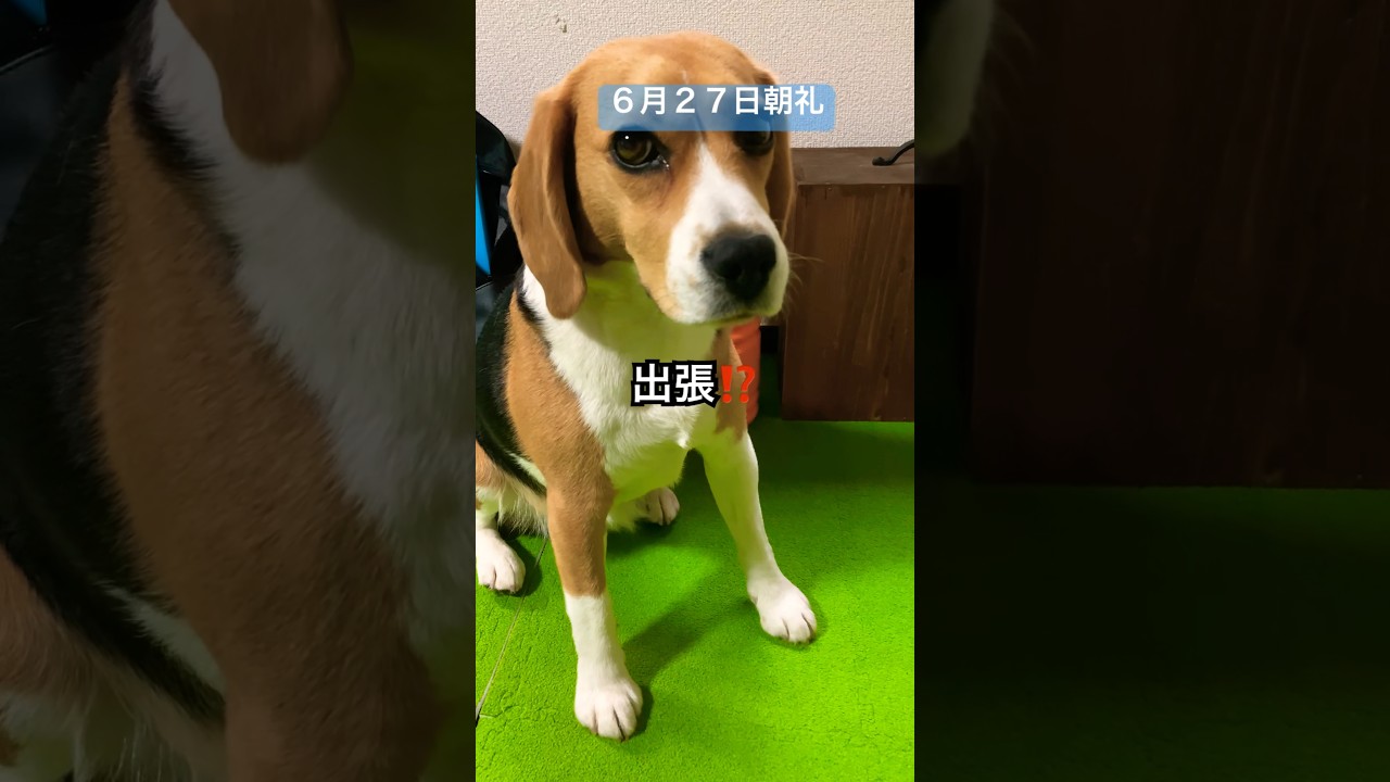 6月27日の朝礼に参加するビーグル犬#犬#dog - Pets | WACOCA JAPAN: People, Life, Style