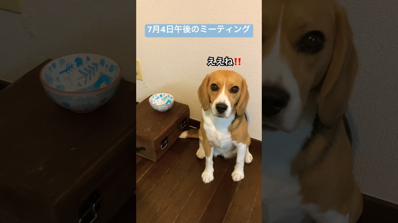 7月4日午後のミーティングに参加するビーグル犬#犬#dog - WACOCA PETS
