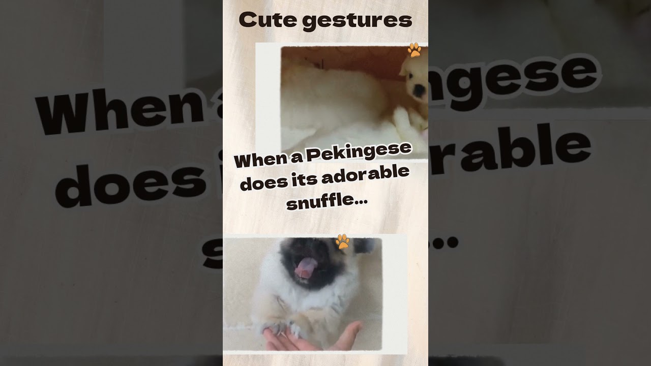 Cute gestures: Cavalier King Charles Spaniel #shorts #pet #dogbreed # ...