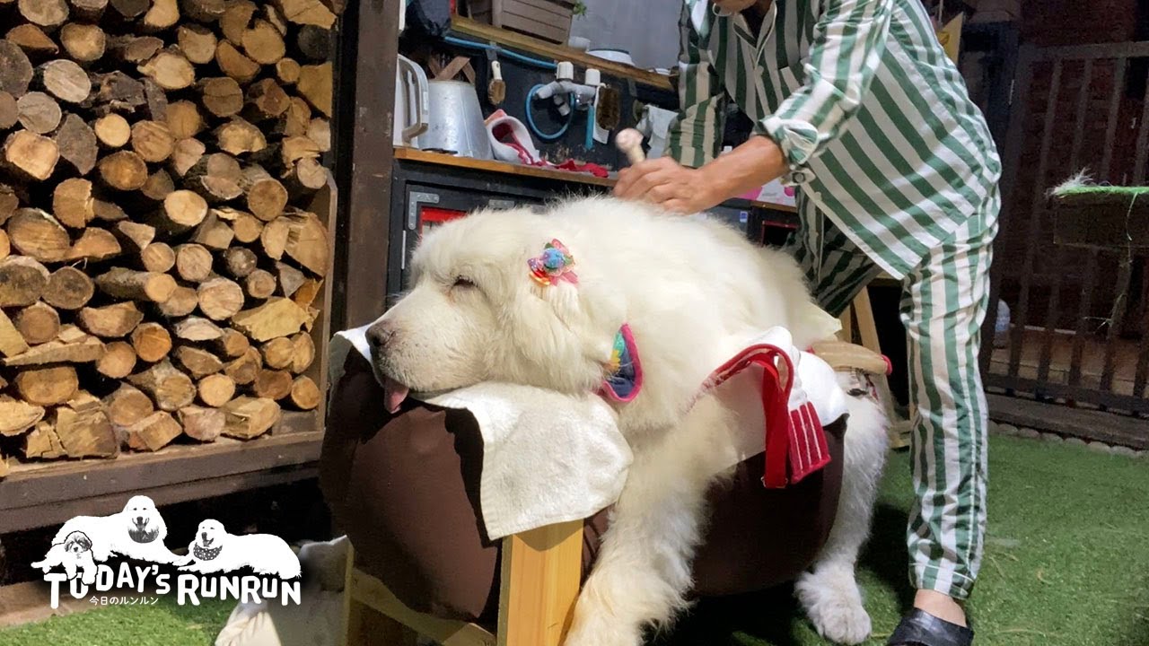 リラクッションと小豆温灸ですっかり眠ってしまったルンルンです Great Pyrenees グレートピレニーズ - WACOCA PETS