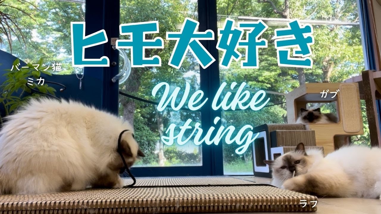 バーマン猫ラフとミカとガブ【ヒモ大好き】We like string（バーマン猫）Birman/Cat - WACOCA PETS