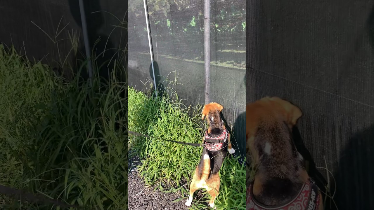 新しい友達を見つけたビーグル犬#犬#dog - WACOCA PETS