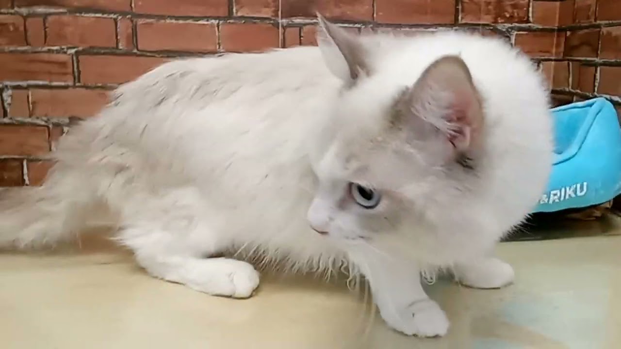 688124 ラグドール - WACOCA PETS