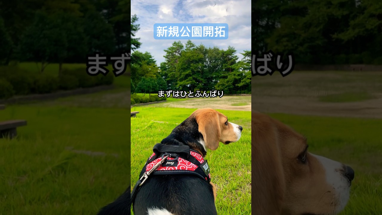 大きな公園を見つけたビーグル犬#ビーグル#beagle - WACOCA PETS