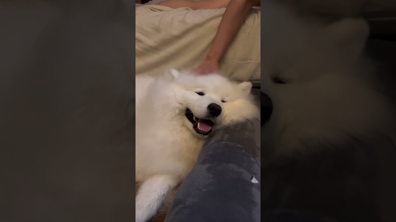 全てを受け止めてくれるサモエドスマイル #サモエド #サモエドスマイル #dog #癒し #samoyed #大型犬 #犬 - WACOCA PETS