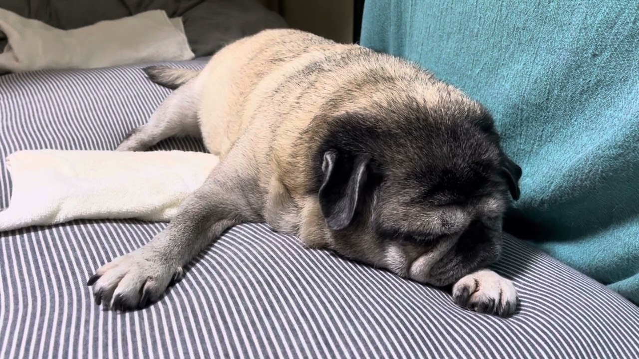 2024/9/1-3パグのマリアさん。Pug Maria. - Pets | WACOCA JAPAN: People, Life, Style