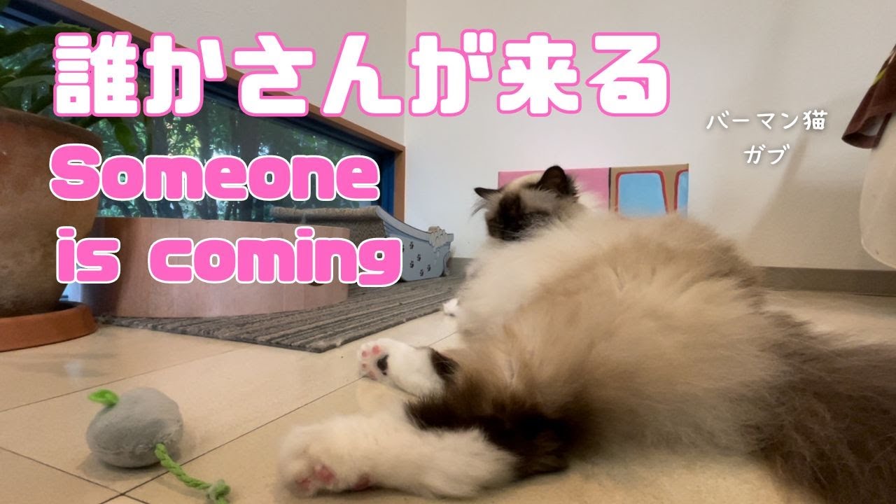 バーマン猫ガブ【誰かさんが来る】Someone is coming（バーマン猫）Birman/Cat - WACOCA PETS