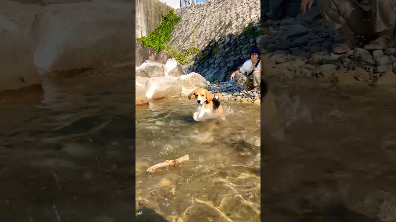 レベルアップしたビーグル犬#ビーグル#beagle - WACOCA PETS