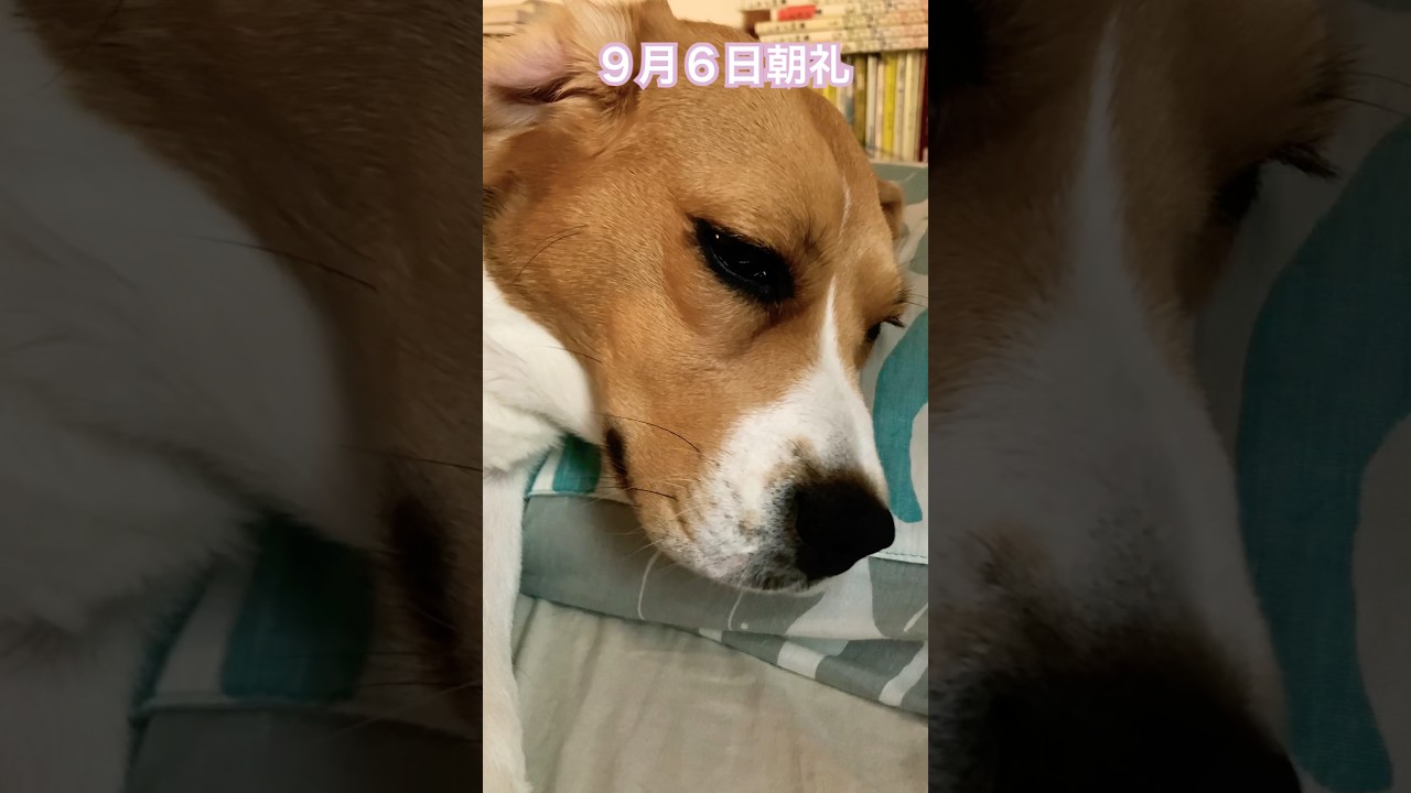 9月6日の朝礼に参加するビーグル犬#ビーグル#beagle - WACOCA PETS