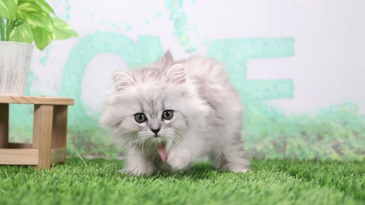 Coo&RIKU No00690035 ペルシャ - WACOCA PETS