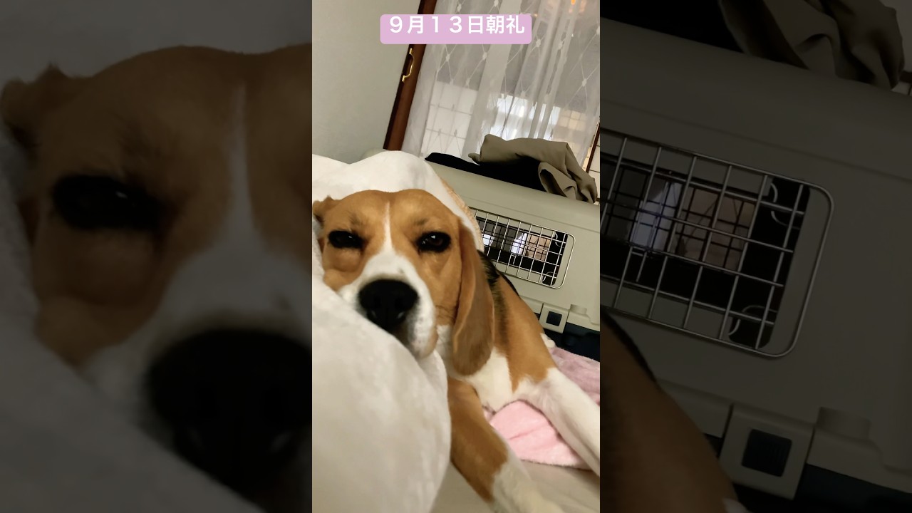 9月13日の朝礼に参加するビーグル犬#ビーグル#dog - WACOCA PETS