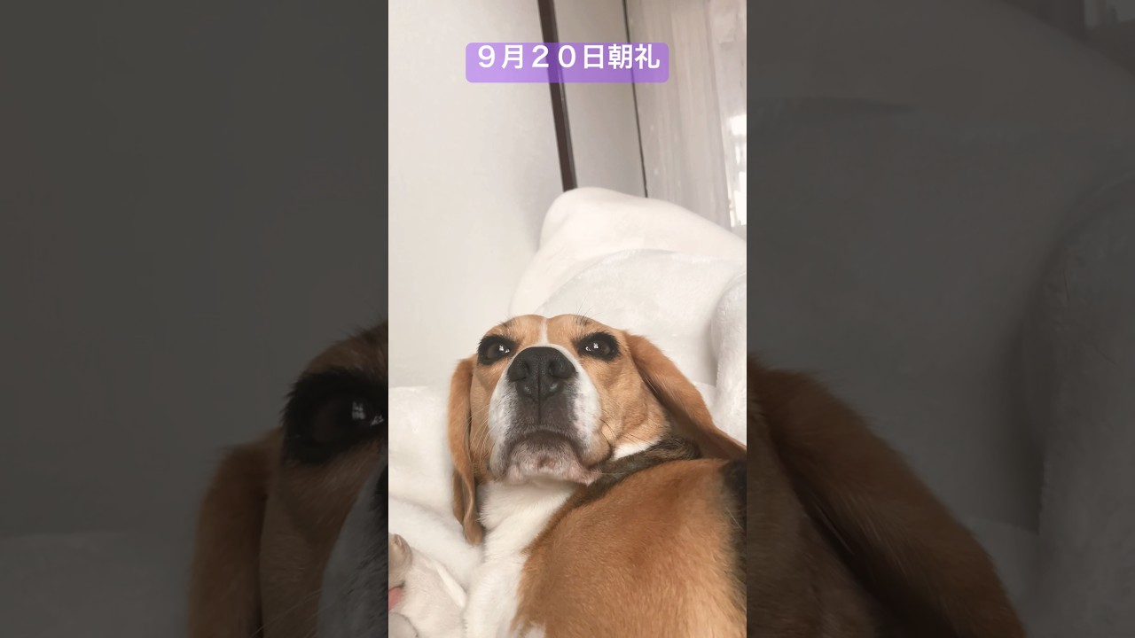 9月20日の朝礼に参加するビーグル犬#ビーグル#beagle - WACOCA PETS
