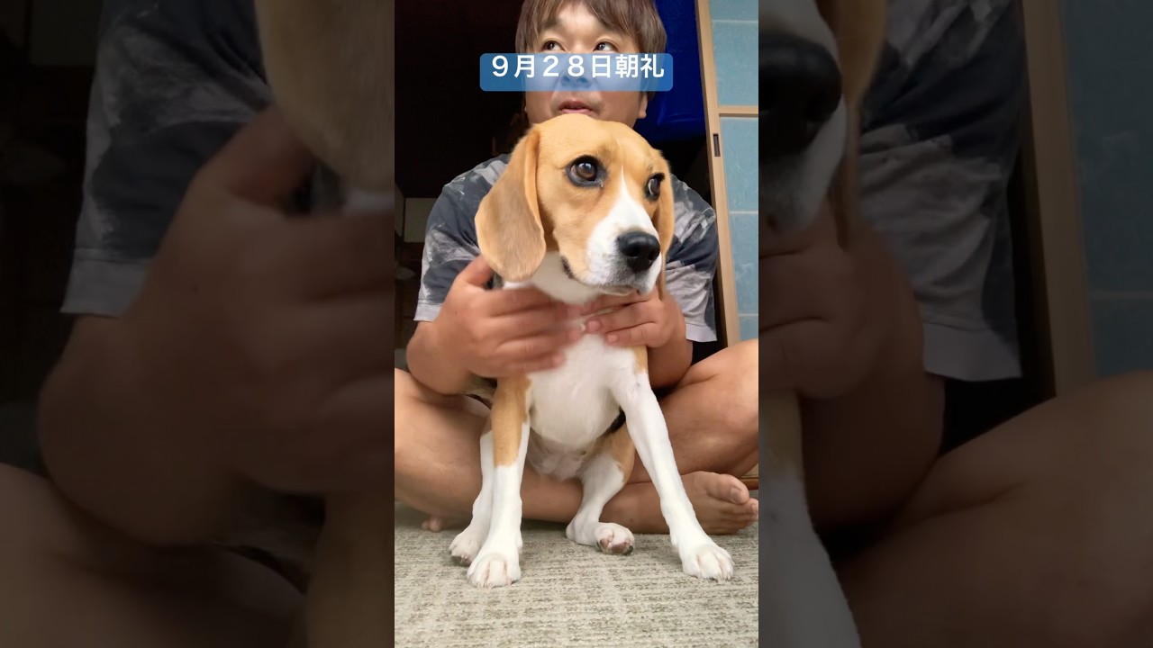 9月28日の朝礼に参加するビーグル犬#beagle #ビーグル - WACOCA PETS