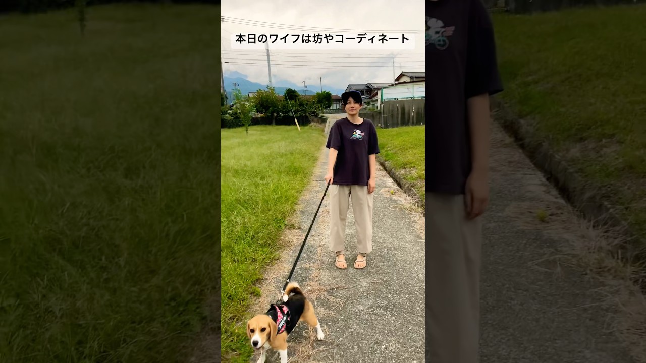 坊やのようなワイフと散歩するビーグル犬#ビーグル#beagle - WACOCA PETS