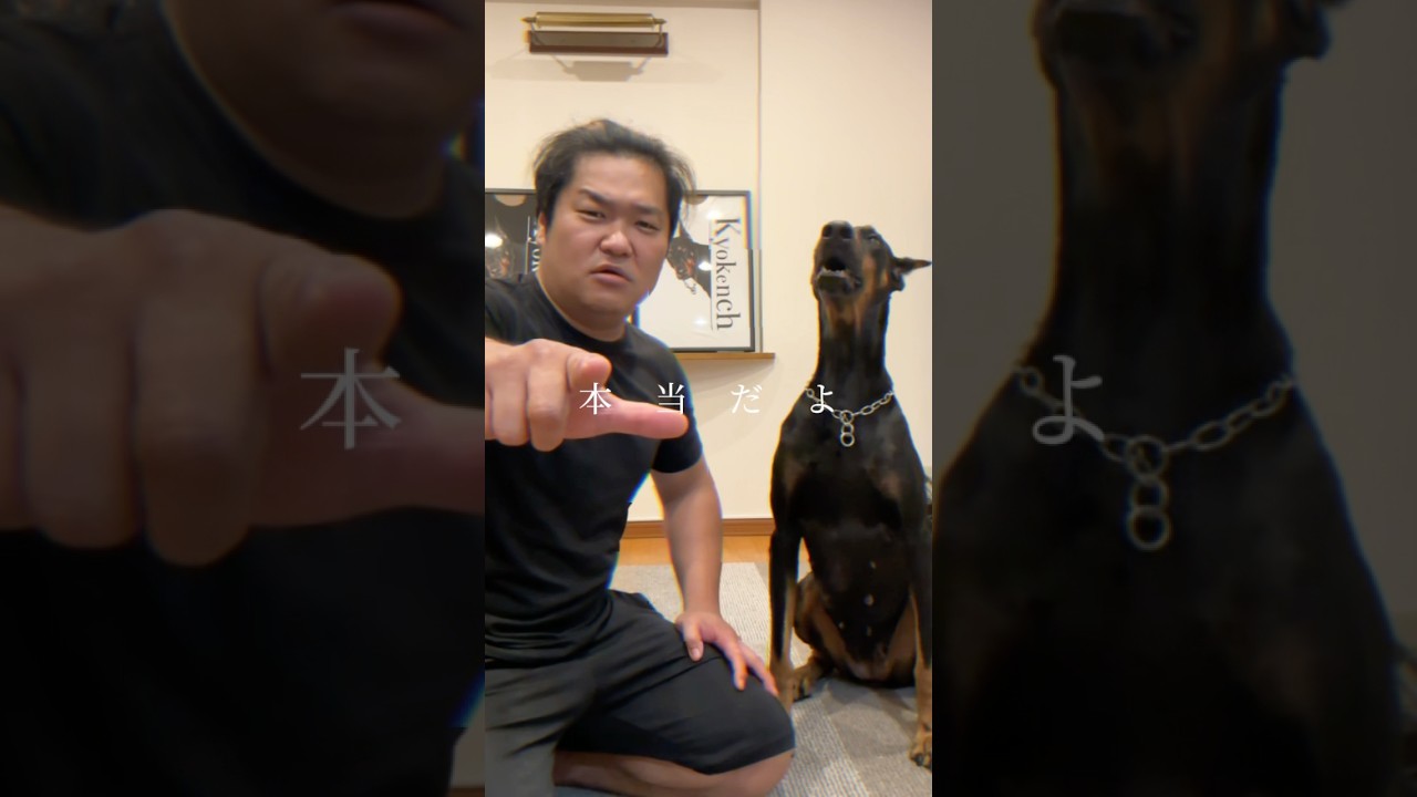 ドーベルマンの取り扱い - WACOCA PETS