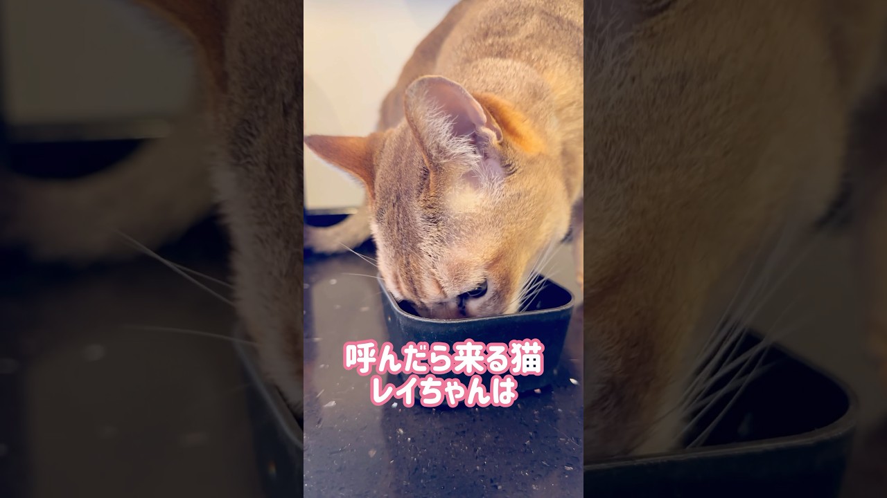 ご飯の後は声が高くなるレイちゃん #シンガプーラ #cat #shorts - WACOCA PETS