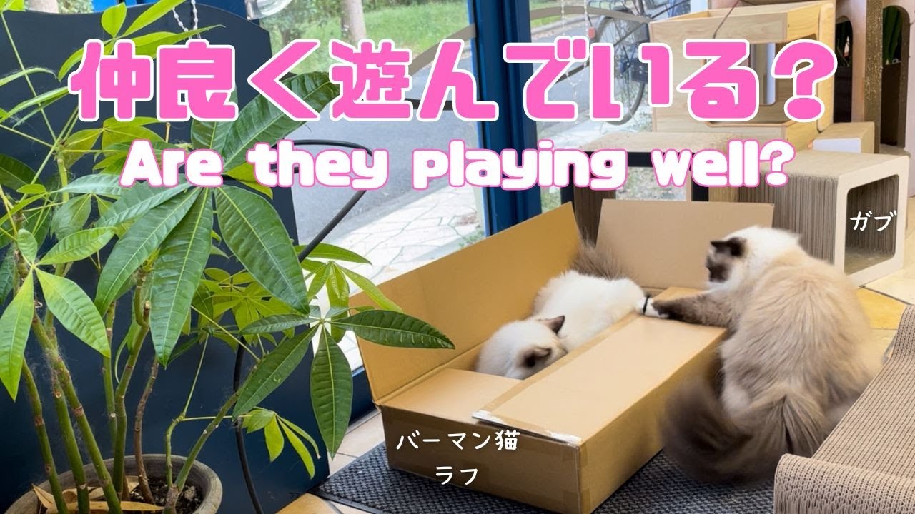 バーマン猫ガブとラフ【仲良く遊んでいる？】Are they playing well?（バーマン猫）Birman/Cat - WACOCA PETS