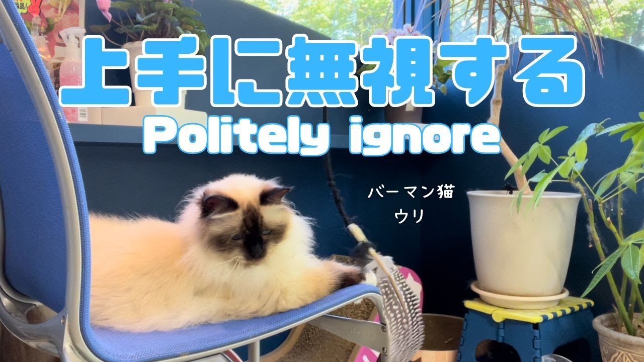 バーマン猫ウリ【上手に無視する】Politely ignore（バーマン猫）Birman/Cat - WACOCA PETS