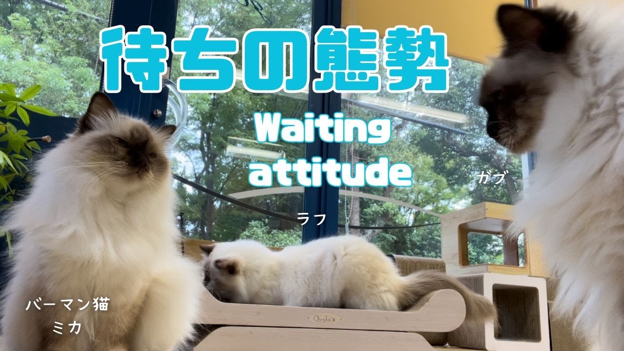 バーマン猫ミカとウリとラフとガブ【待ちの態勢】Waiting attitude（バーマン猫）Birman/Cat - WACOCA PETS