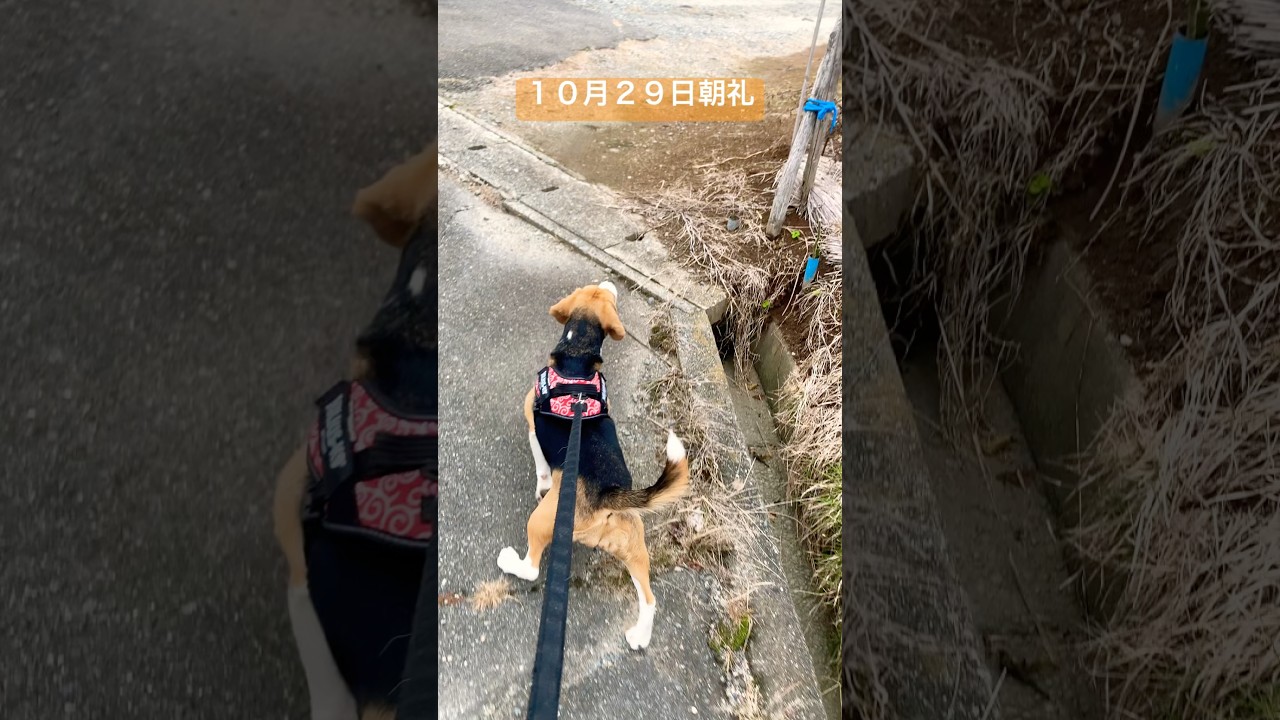 10月29日の朝礼に参加するビーグル犬#ビーグル#beagle - WACOCA PETS