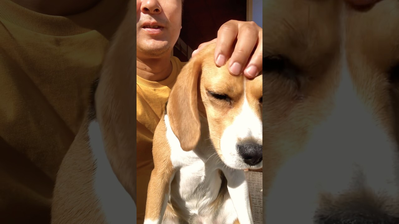 天気がいいのでご機嫌なナッツ家一同#ビーグル#beagle - WACOCA PETS