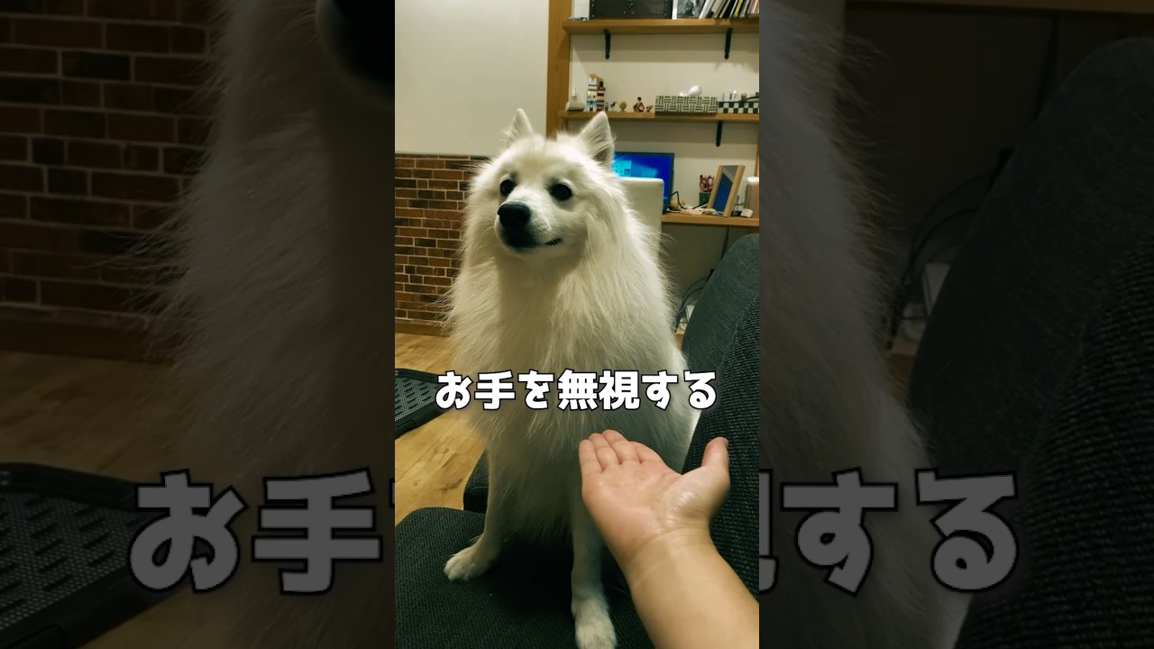 ツンデレ犬の甘え方が上からすぎる #shorts #日本スピッツ #癒し動画 - WACOCA PETS