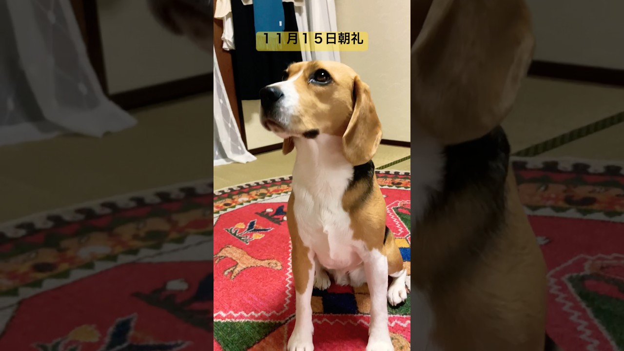 11月15日の朝礼に参加するビーグル犬#犬#dog - WACOCA PETS