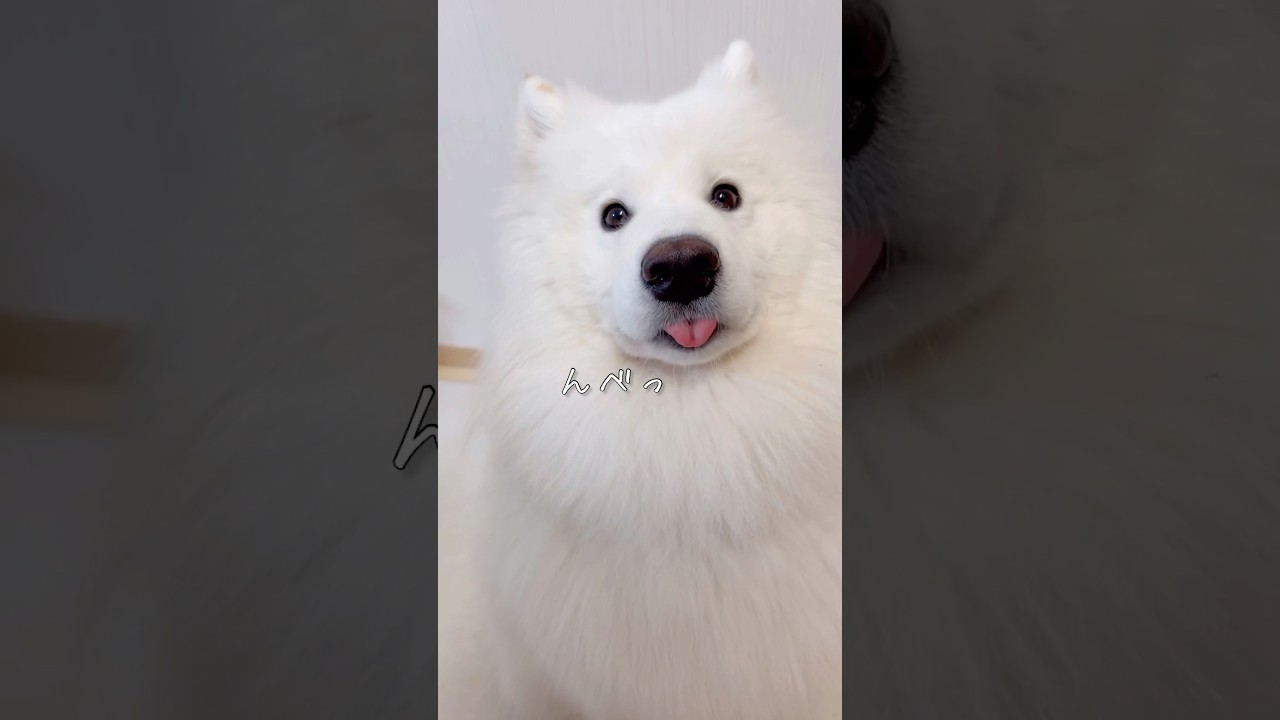 キッチン横の可愛い誘惑 #サモエド #samoyed #癒し動画 - WACOCA PETS
