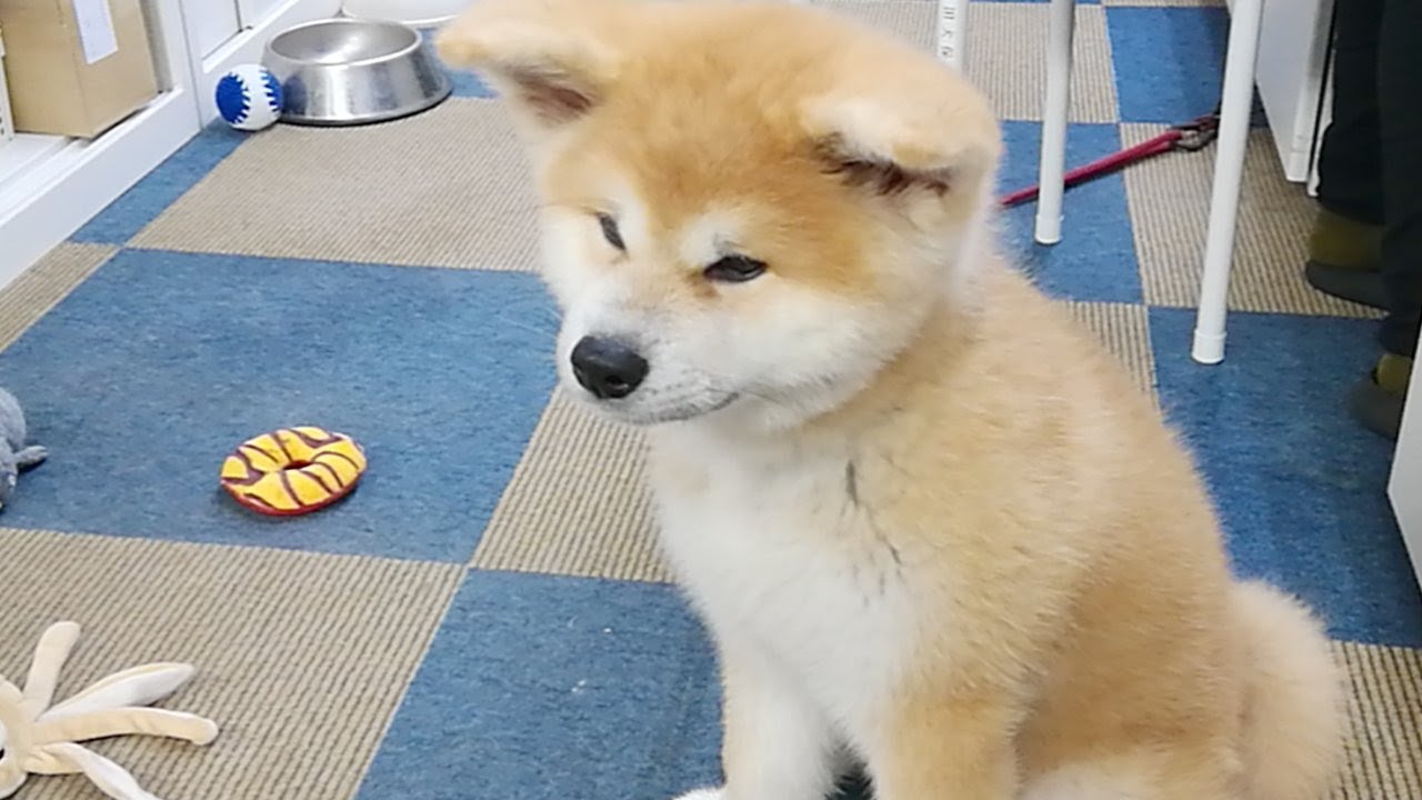 ひめちゃん配信！ - WACOCA PETS