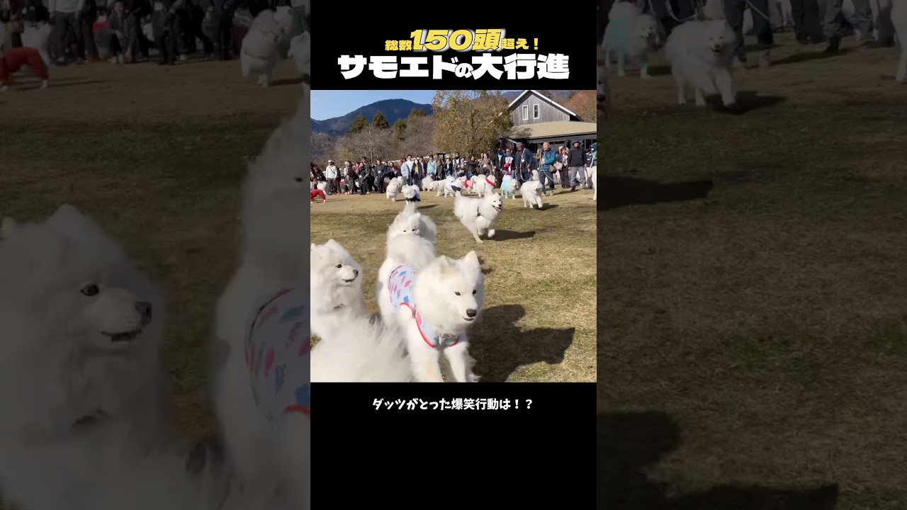 迫り来るサモエドの大行進!! #大型犬 #samoyed #癒し動画 - WACOCA PETS