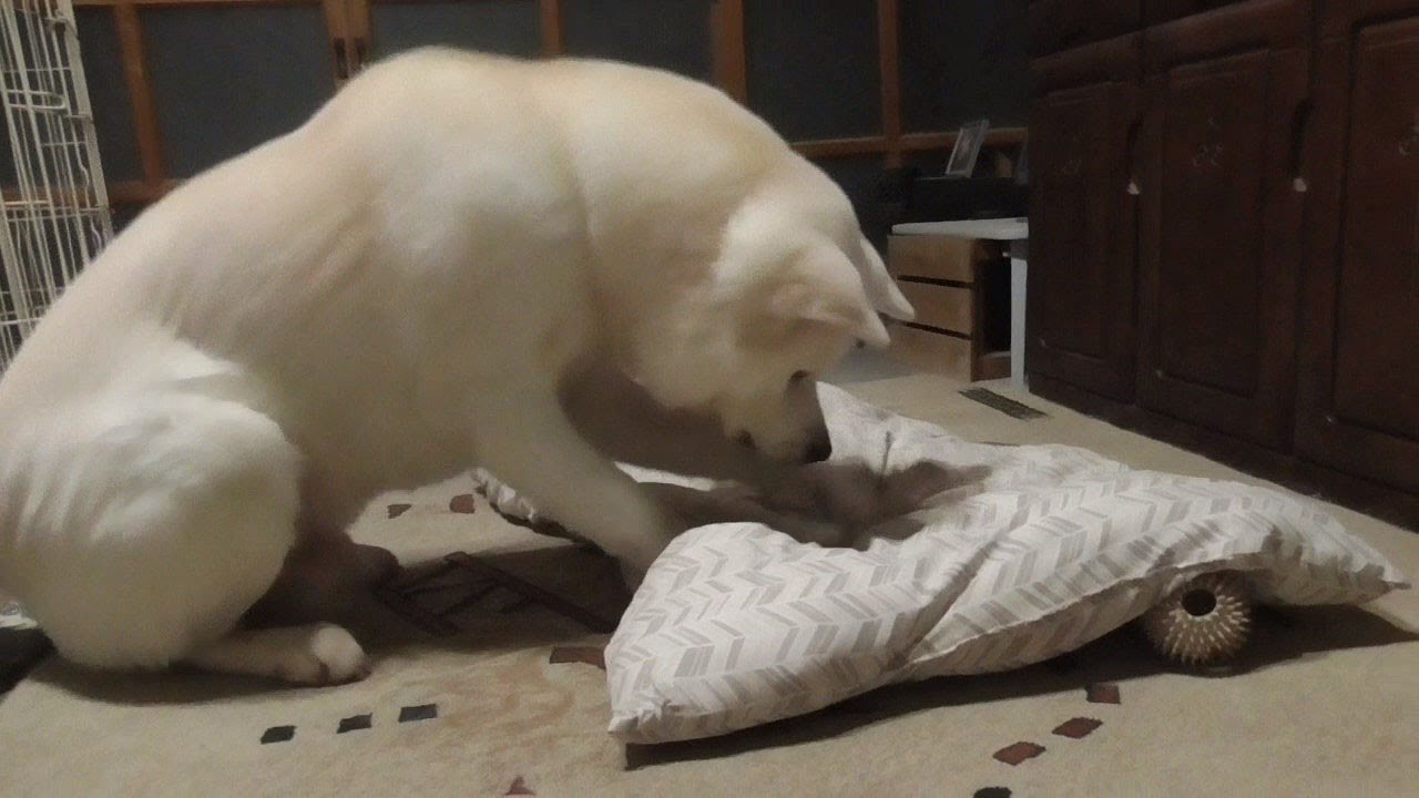 【秋田犬ゆうき】エンドレスボール遊びが面倒臭くなった飼い主に骨っこ投入で終了させられる【akita dog】 - WACOCA PETS