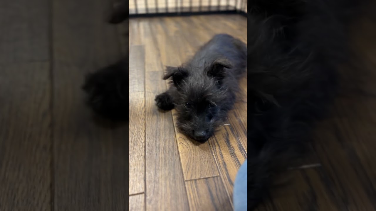 ミックス犬 【期間限定 】12.8万→9.8万 スコティッシュテリア×マルチーズ - WACOCA PETS